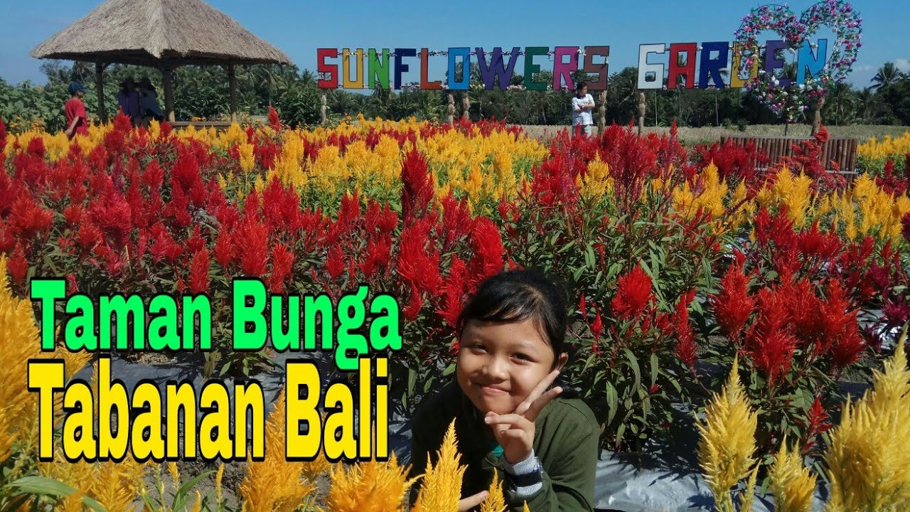TAMAN BUNGA DI TABANAN BALI - SUN FLOWER GARDEN - YouTube