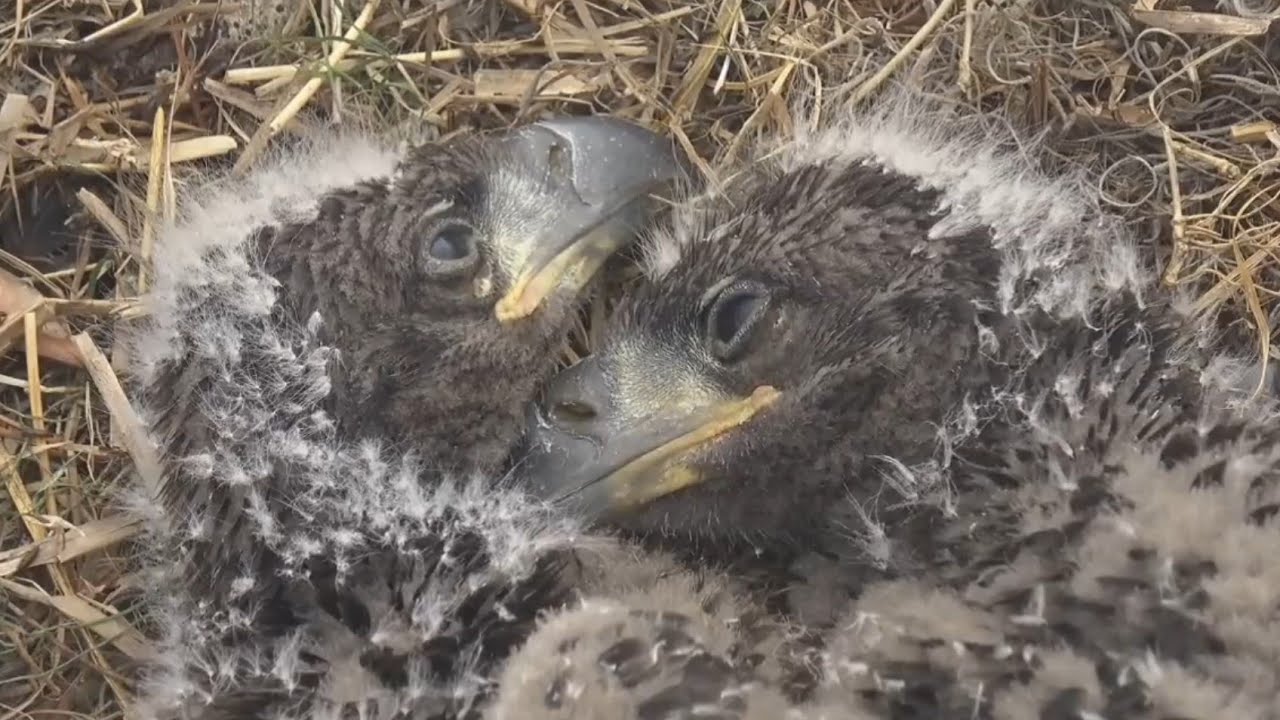 Beautiful eaglets napping together | SWFL Eagles | Jan 17, 2025 - YouTube