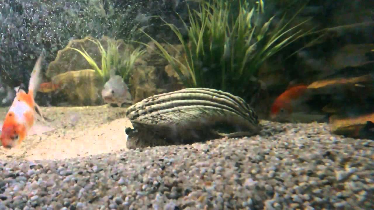 Acvariu 600L - Crap KOI si Caras - FILMARE SUBACVATICA - YouTube