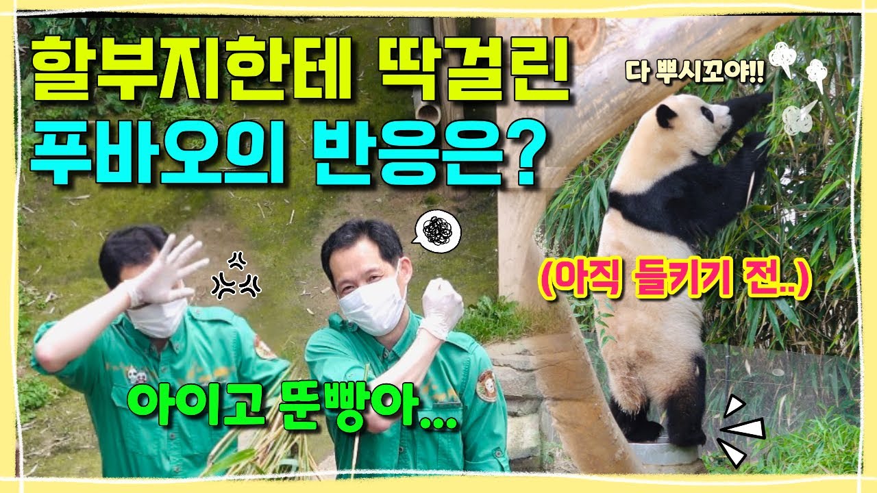 Ep181 결국작은할부지한테 딱걸린 푸바오의 반응은⚡️아니 이게 푸무룩할일이냐고🤭 푸바오의 만행을 냄새로 다 알고 있는 아이바오💕 에버랜드 판다