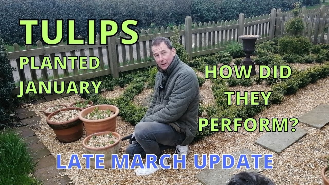 How to Plant Tulip Bulbs Update - YouTube