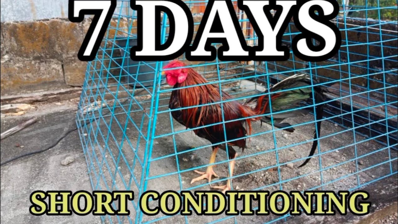 SEVEN DAYS SHORT CONDITIONING#CHARDKABALBONTV - YouTube