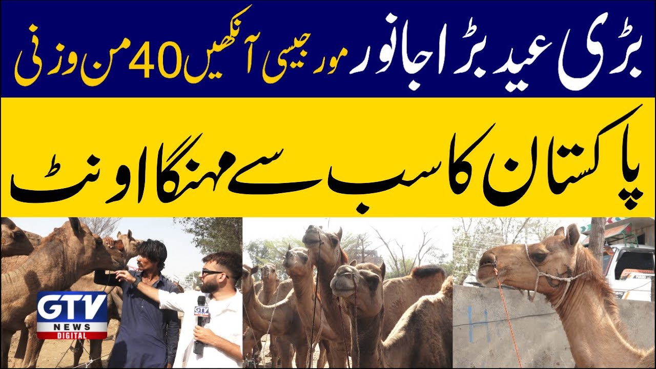 What's The MOST EXPENSIVE Camel in Pakistan Really Worth? - YouTube