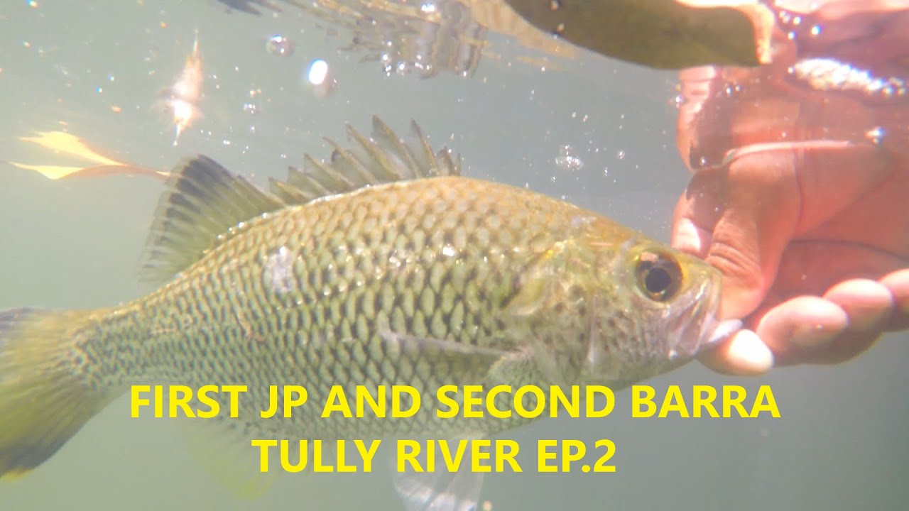 Fishing TULLY RIVER + Jungle Perch/Barramundi EP.2 - YouTube