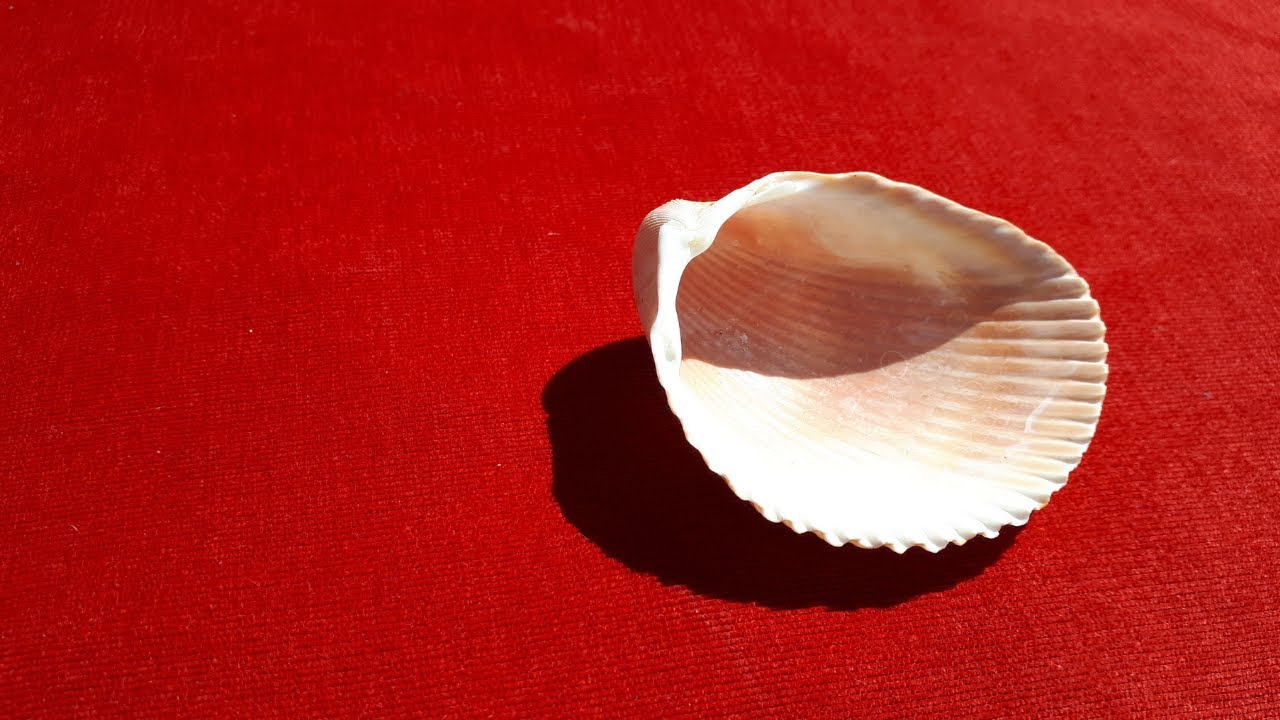Do MIND-BLOWING magic trick with a seashell! (Secret Revealed!) - YouTube