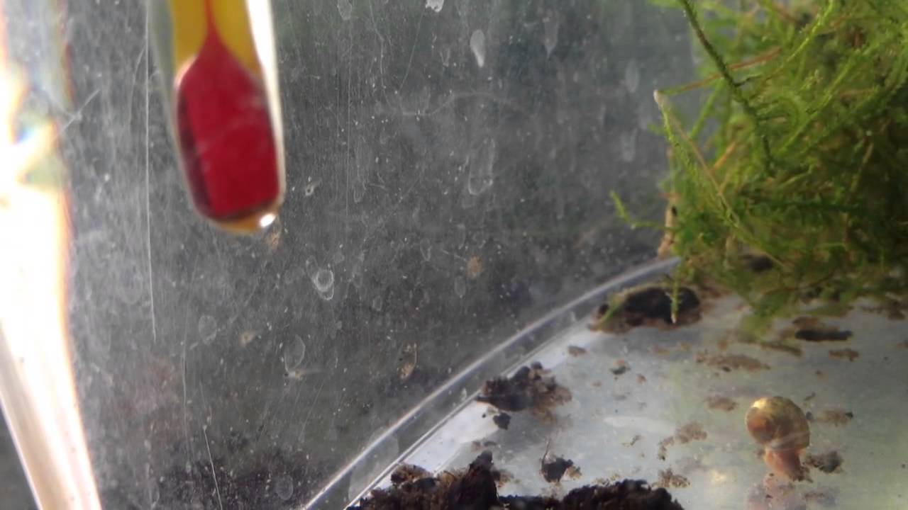 Dwarf rasboras fry - YouTube