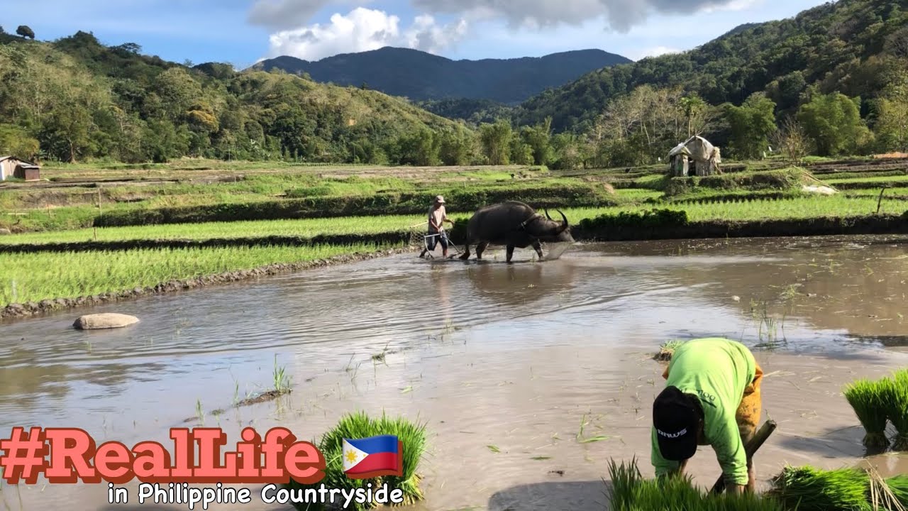 🇵🇭 BEAUTY OF PHILIPPINE COUNTRYSIDE LIFE 🎋🌱 - YouTube