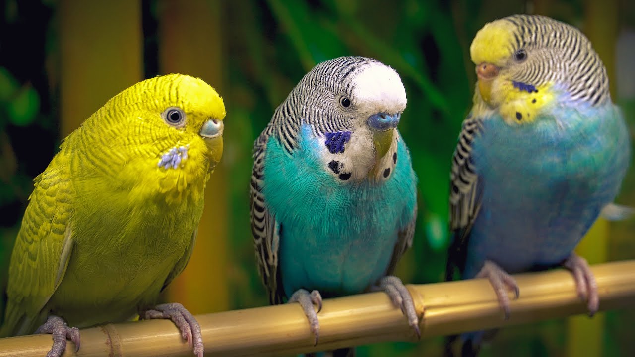 Colourful Budgies singing in Pet Store | 1 Hour | Parakeet singing ...