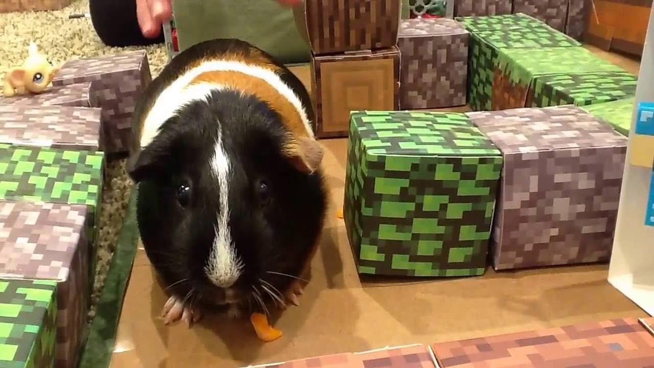 Guinea Pig Minecraft Maze( Maze Of DOOOOOOM) - YouTube