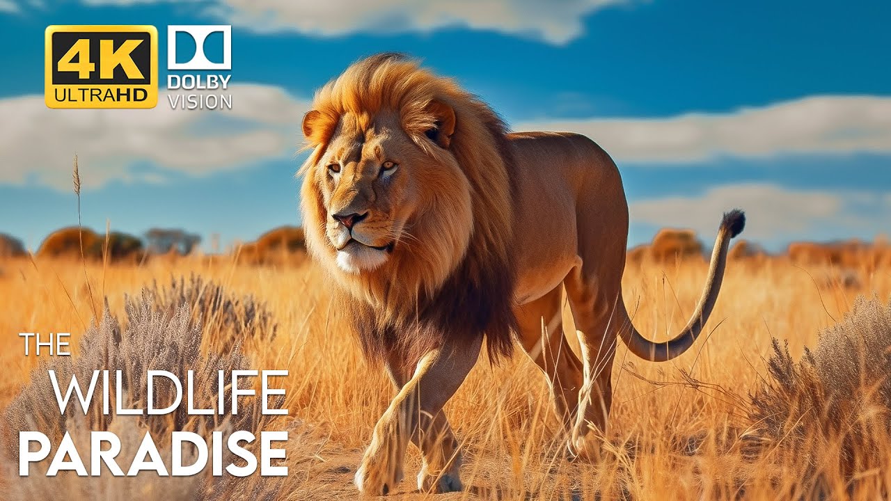 WILD ANIMALS - 4K (60FPS) Dolby Vision - With Relaxing Music ...