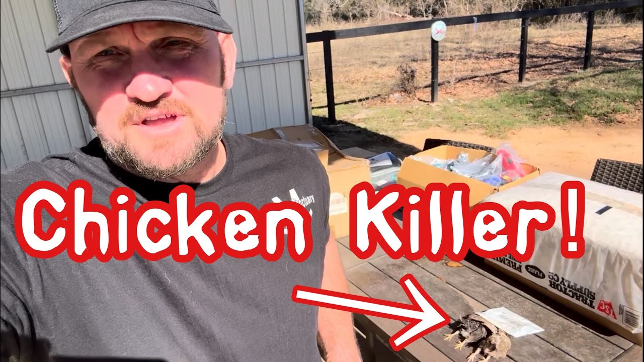 How I Stopped The Chicken Killer! - YouTube