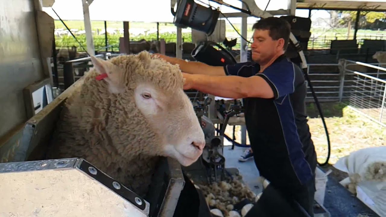 Shearing World Ram Shearing Service - YouTube