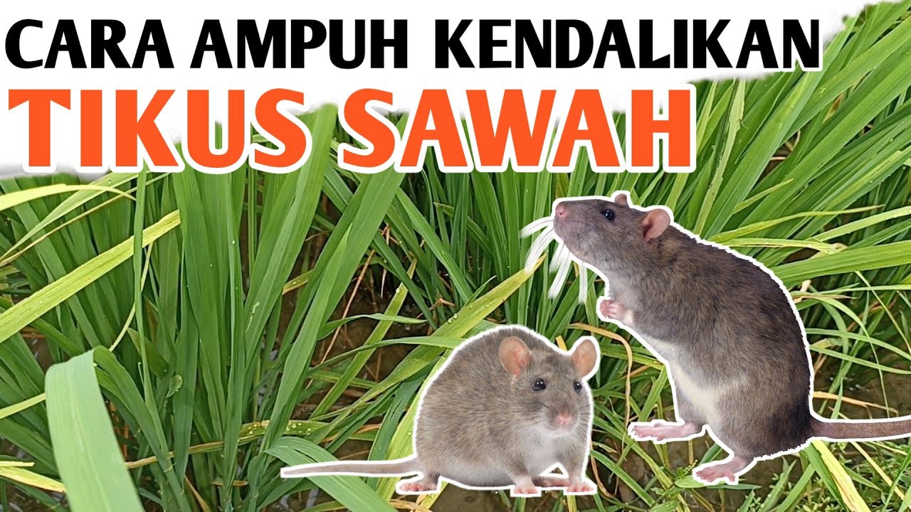 Cara Mengendalikan Tikus Sawah pada Tanaman Padi Organik - YouTube