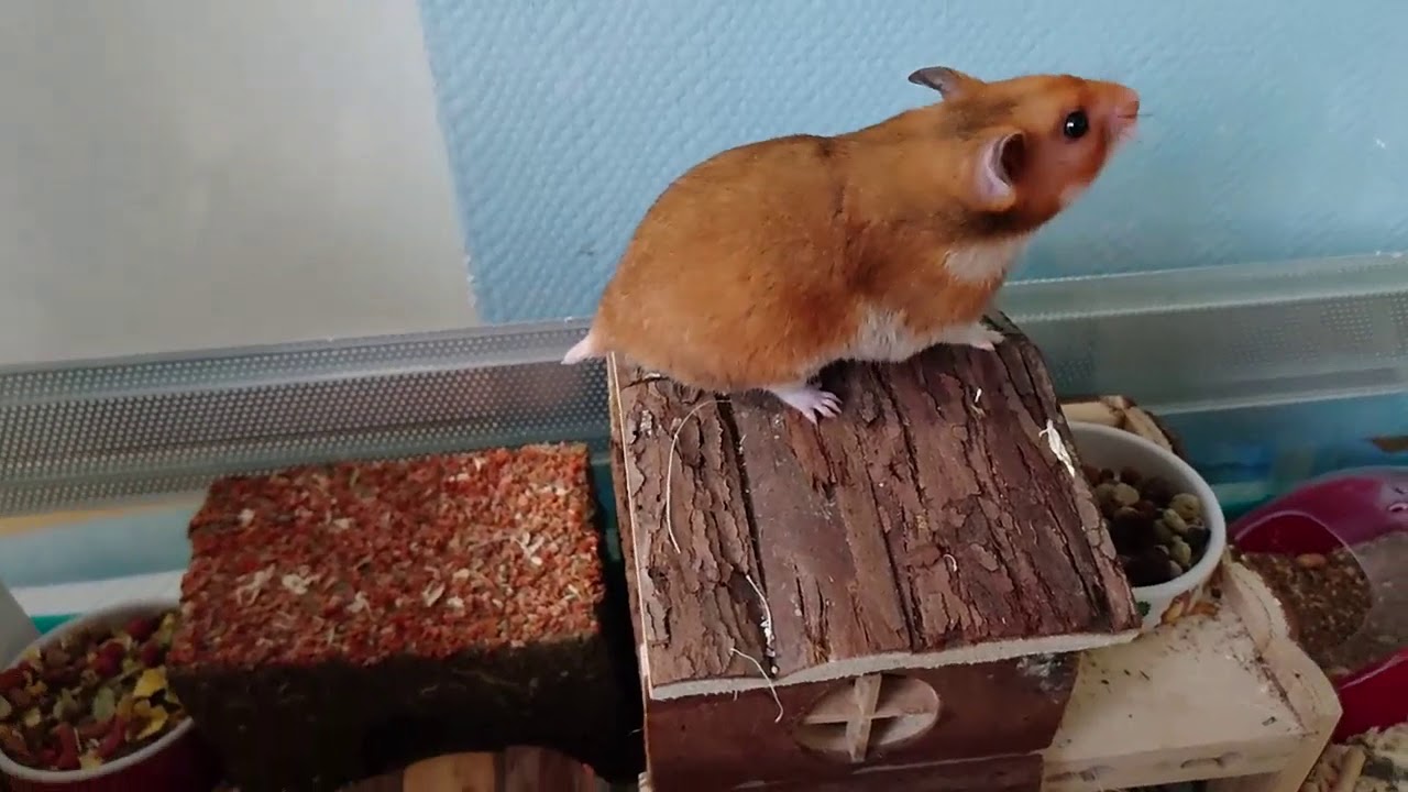 Ginger Syrian Hamster Cage - YouTube