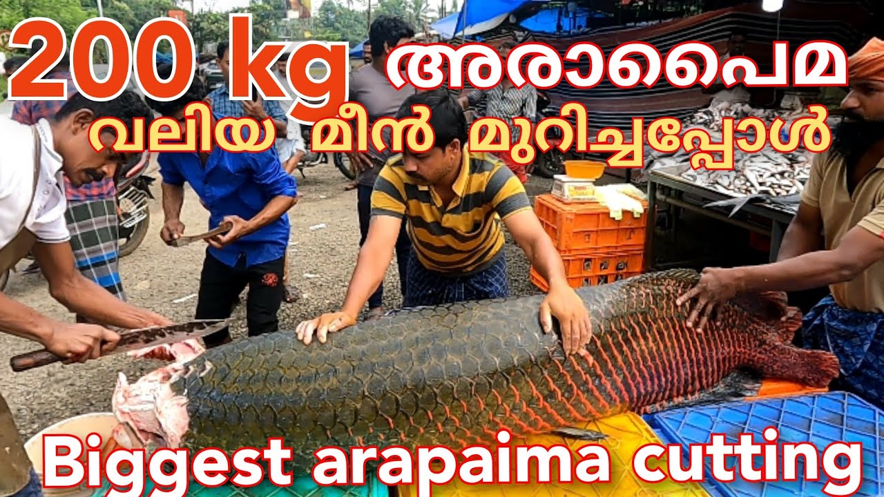 200 kg തൂക്കം ഉള്ള അരാപയ്മയെ മുറിച്ചപ്പോൾ -BIGGEST FISH CUTTING ...