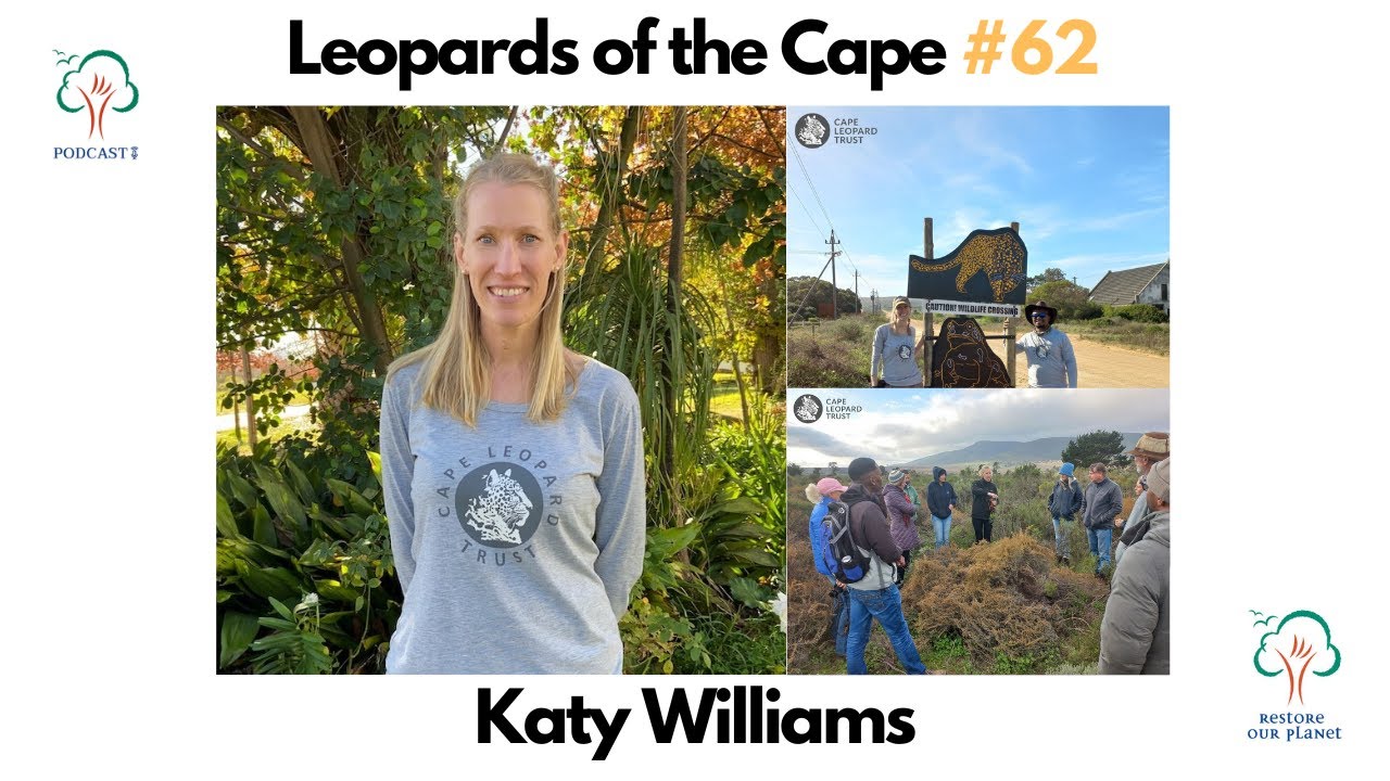 Restore Our Planet Podcast #62 Leopards of the Cape: Katy Williams ...