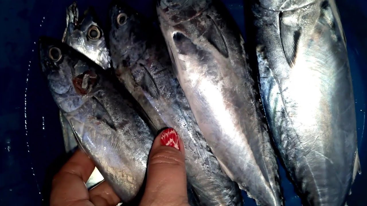 Take 2 Slicing Mangko or Pirit [Bullet Tuna] #asmr #slicing #satisfying ...