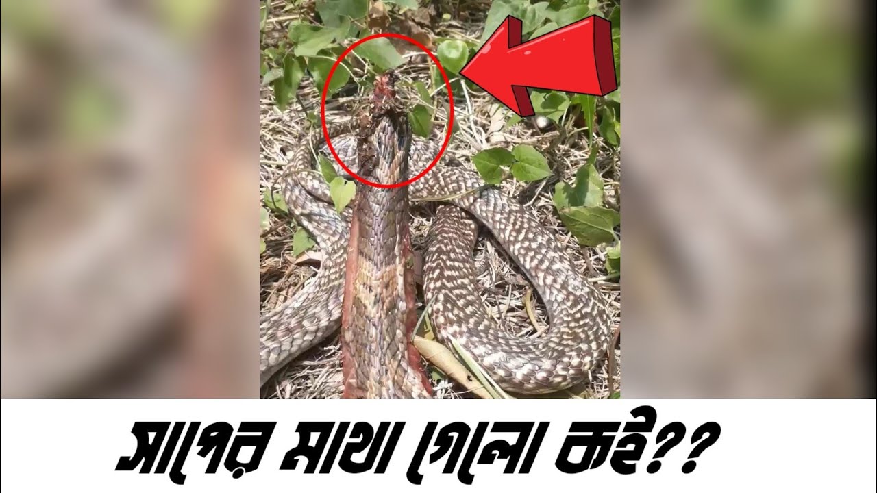সাপের মাথা নিয়ে গেলো বেজি। #snake #beji #sapp - YouTube