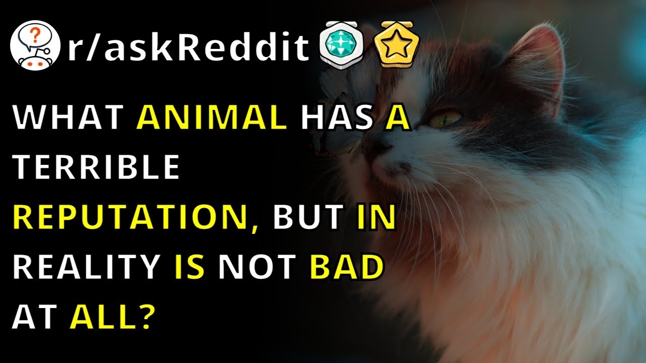 What Animal Has A Terrible Reputation, But In Reality Is Not Bad At All ...
