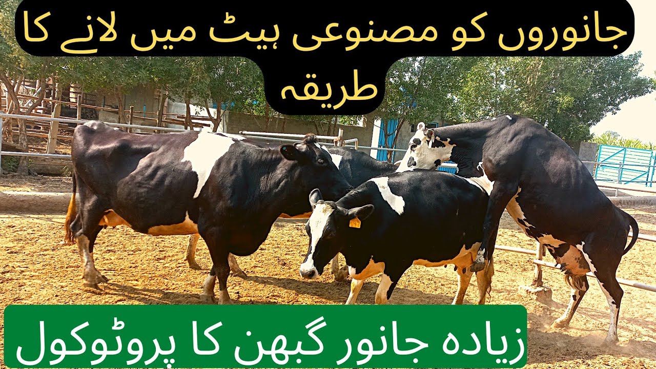 cow ko heat me lany ka tariqa l small breeding protocol ll Ovsynch ...