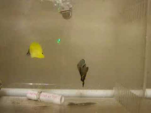 4" Conspic Angel Eating - YouTube
