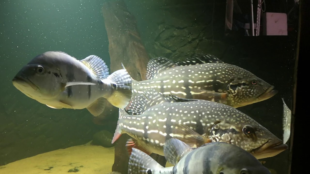 Głodne cichle - YouTube