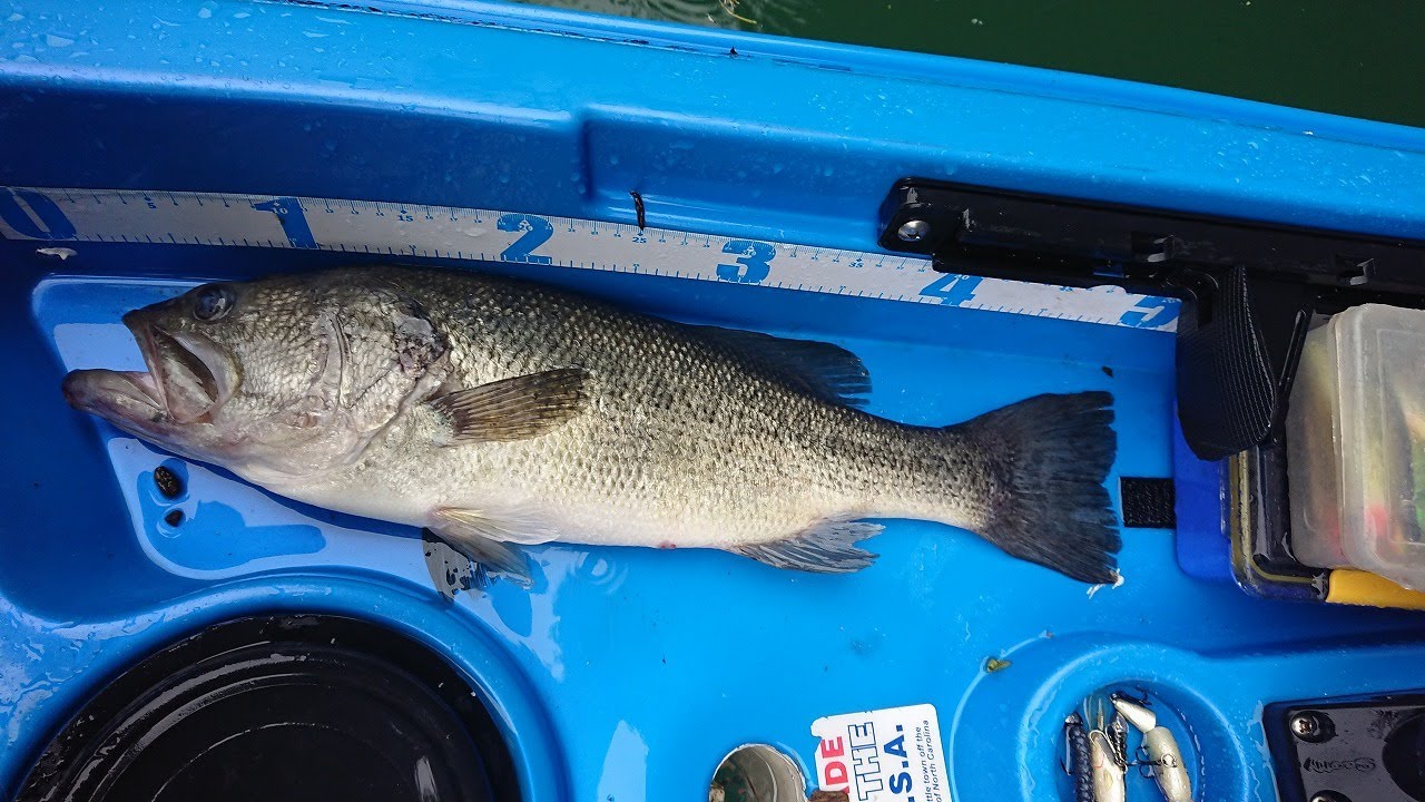 Largemouth bass on the kayak その3 - YouTube