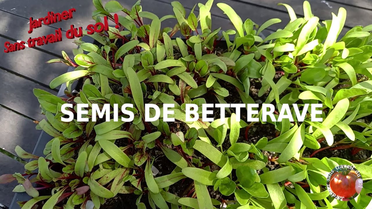 Semis de betterave rouge - YouTube