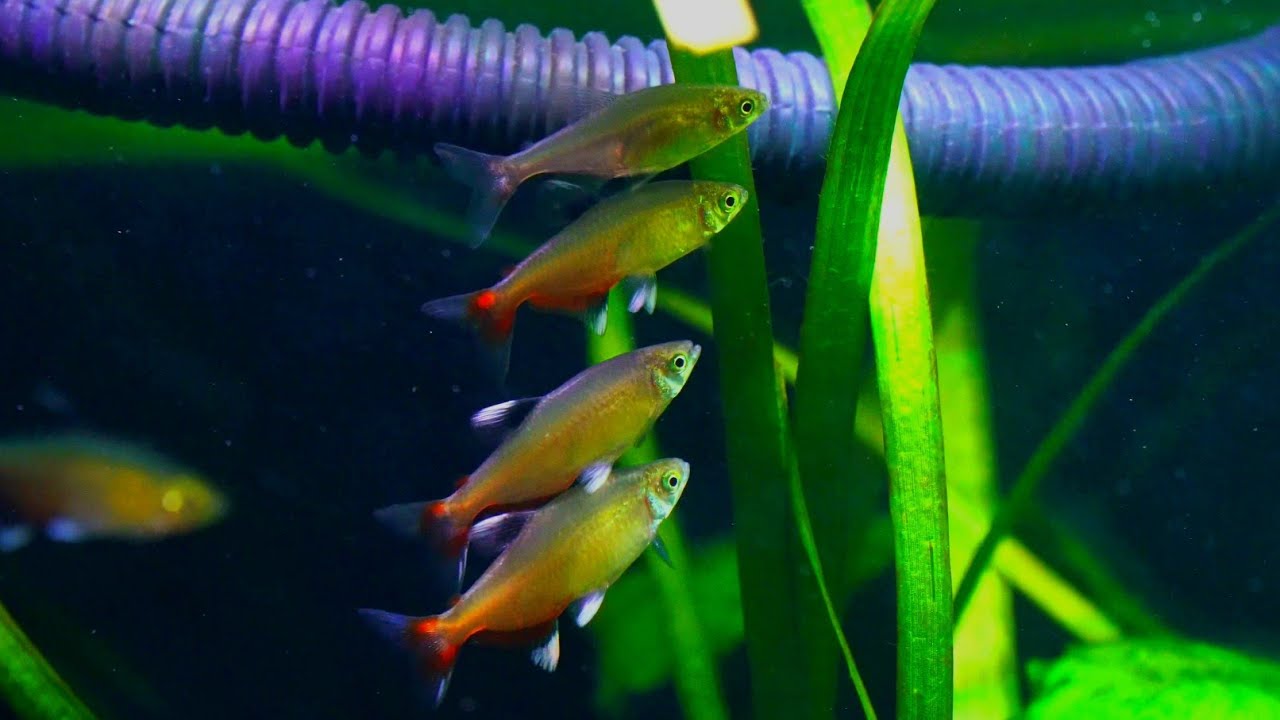 Rathbun's bloodfin/Green Fire Tetra spawning colors and behavior ...
