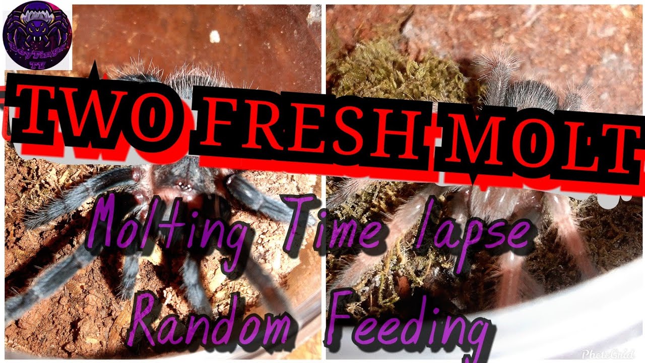 Tarantula Update / Fresh molt tarantula / Tarantula molting Timelapse ...