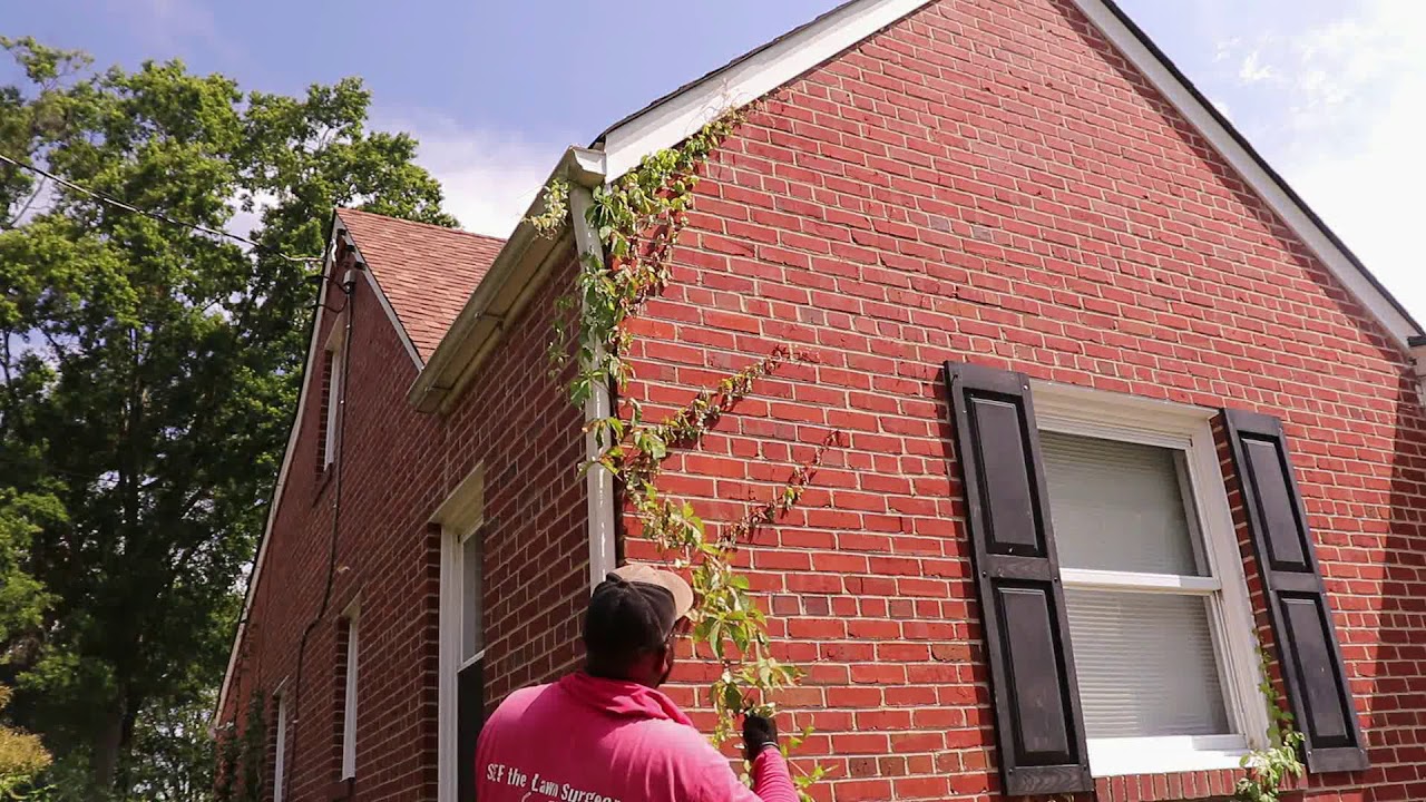How to Remove Vines from House!! - YouTube