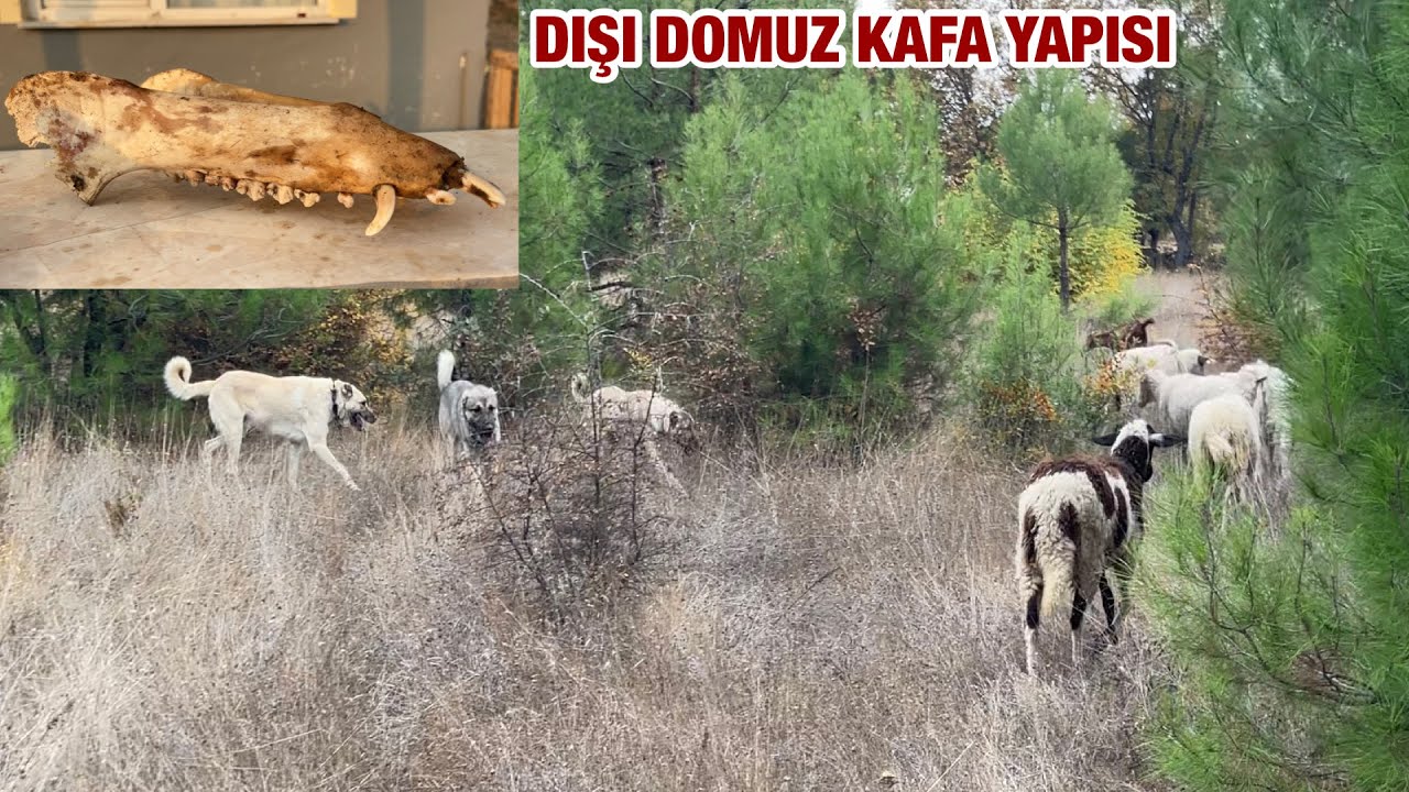 KÖPEKLERİMİN NAMI TÜRKİYE GENELİNDE DUYULMUŞ DIŞI DOMUZ KAFA YAPISI ...