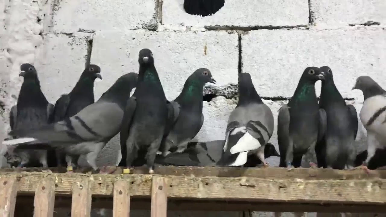 tipplers pigeon 2018 - YouTube