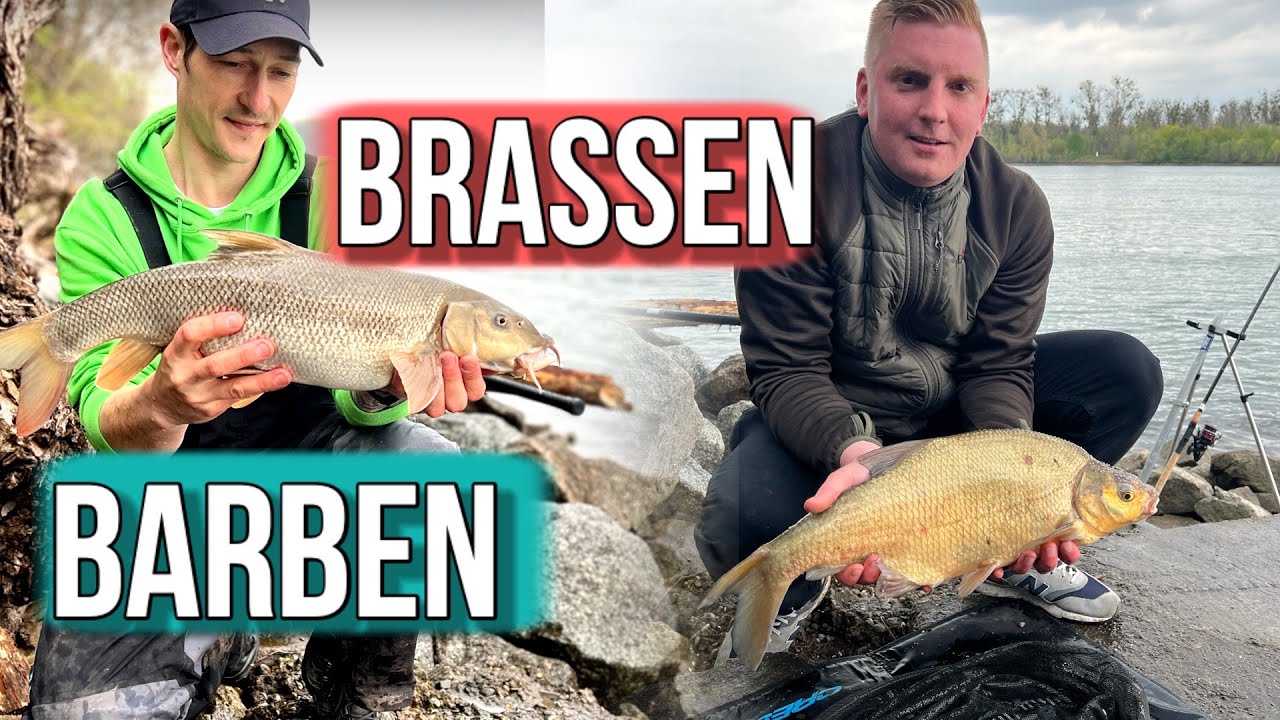Barben und Brassen am Rhein! So angeln wir - YouTube