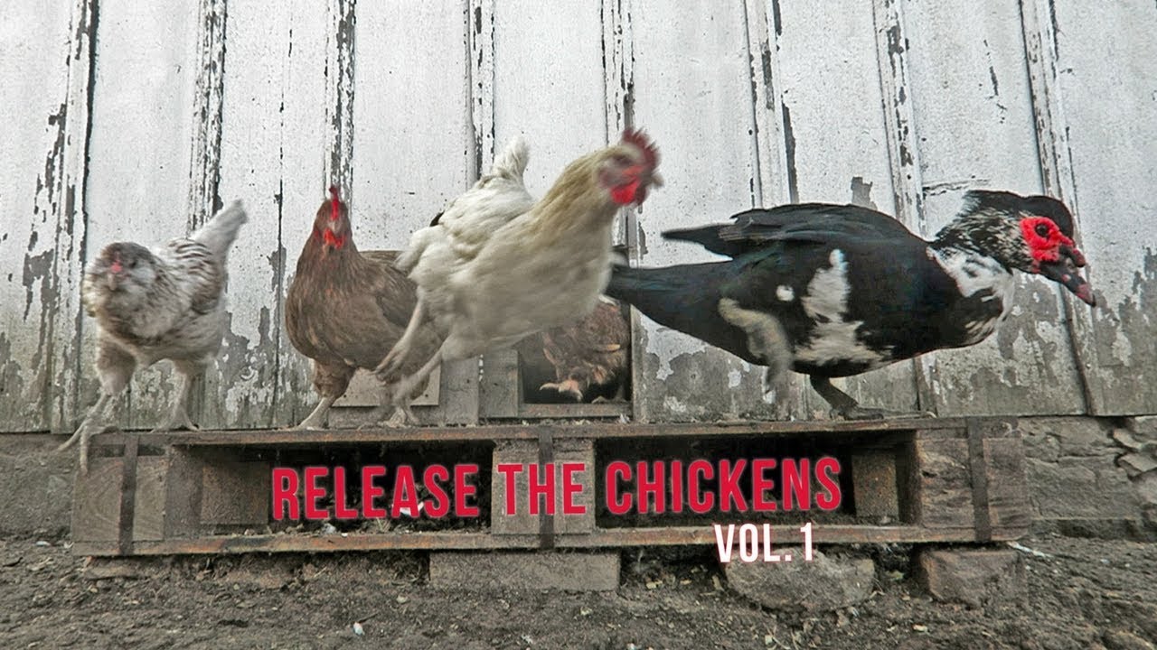 RELEASE THE CHICKENS! Homestead Compilation - YouTube