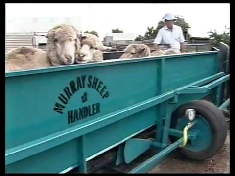 Murray Sheep Handler - YouTube
