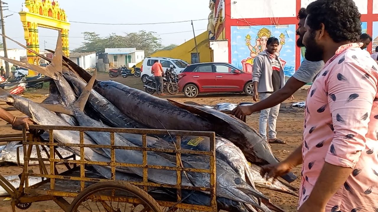 Lot of see fish cutting by export fishh cutter || Fishing Harbour ...