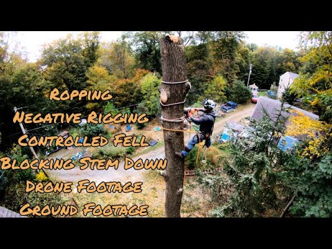Rigging Branches, Ropping Top, Negative Rigging, Blocking Down Sections of trunk full removal ...