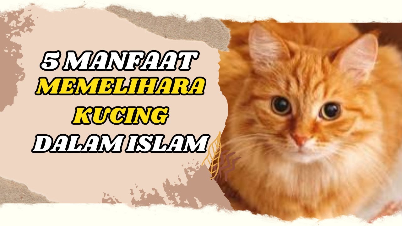 5 MANFAAT MEMELIHARA KUCING DALAM ISLAM - YouTube