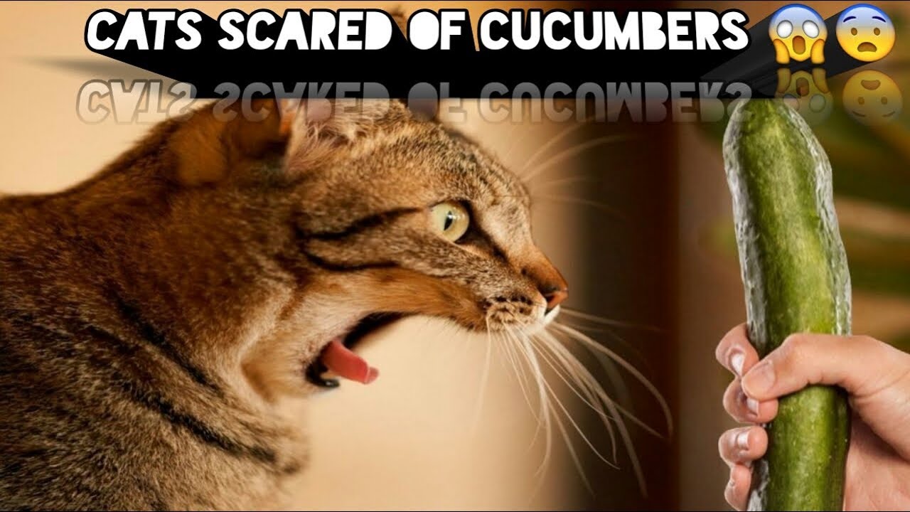 Cats scared of Cucumbers Compilation 😱 Cats Vs Cucumbers - Funny Cats ...