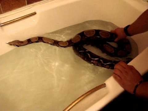 Boa constrictor take warm bath (part III) - YouTube