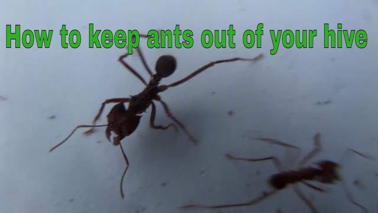 How To Keep Ants out of Your Hive (2018) - YouTube