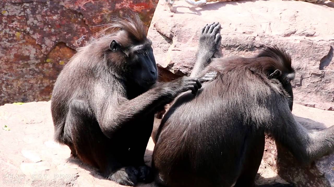 Macaque à crête - Pastille à Pairi Daiza ( Heck's macaque / Macaca ...