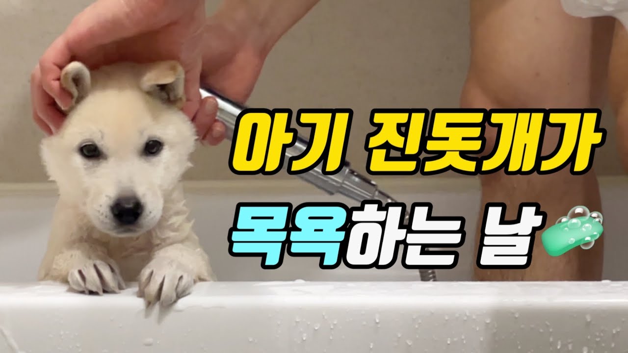 #5 2개월 아기 진돗개 목욕 하는 날/ jindo dog/ The day baby Jindo takes a bath ...