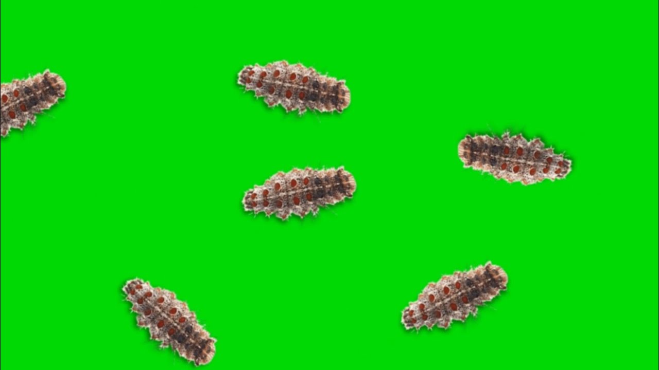 Green Screen Centipedes Insects Crawling || Chroma Key Bug Animation ...