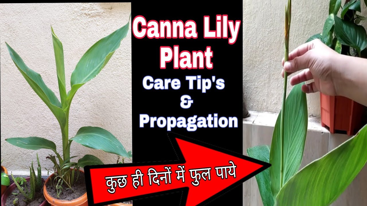 CANNA LILY Plant Care | How to Grow and Care Cannas | Propagation of ...