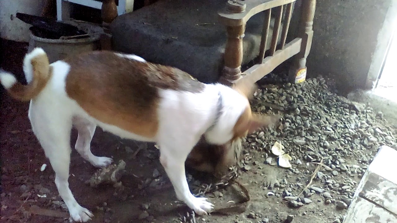 Chotu the dog - YouTube