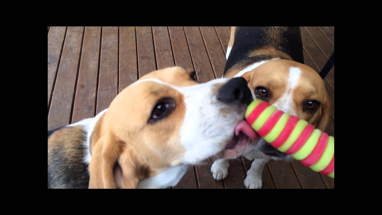 Benji and Baxter Beagle with an Iceblock - YouTube