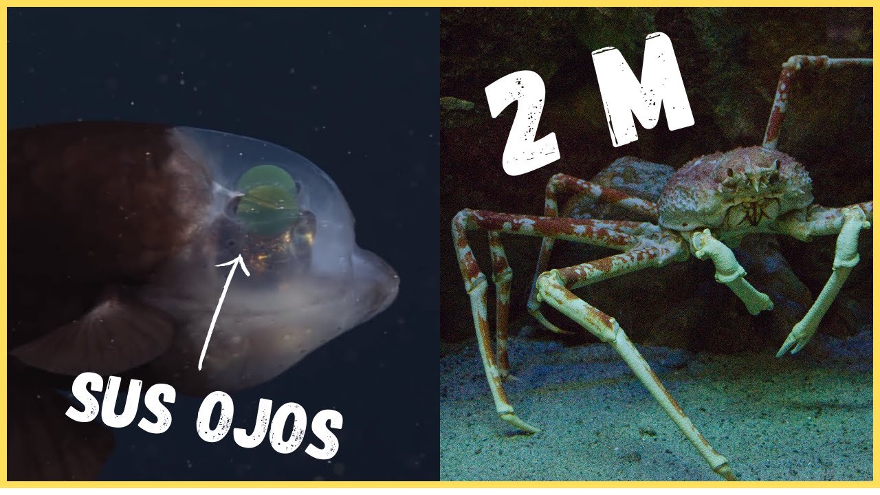Los 9 Animales Acuáticos Más Extraños y Asombrosos del Planeta 🌊🐠 - YouTube