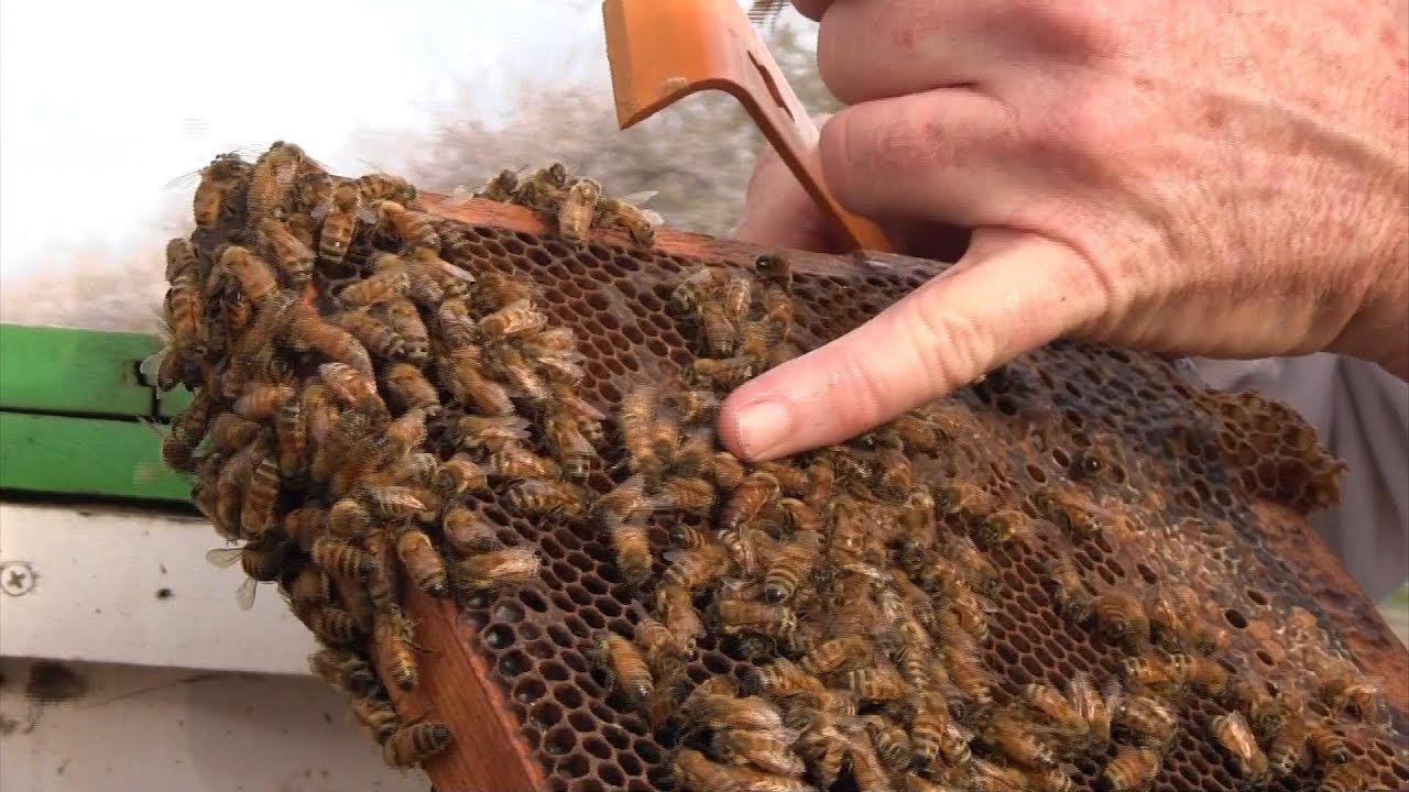 USDA Researchers Help Honeybees Keep Pollinating Our Food Crops - YouTube